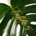 Monstera Leaf Table Numbers, Monstera Leaves, Tropical Leaf Table ...