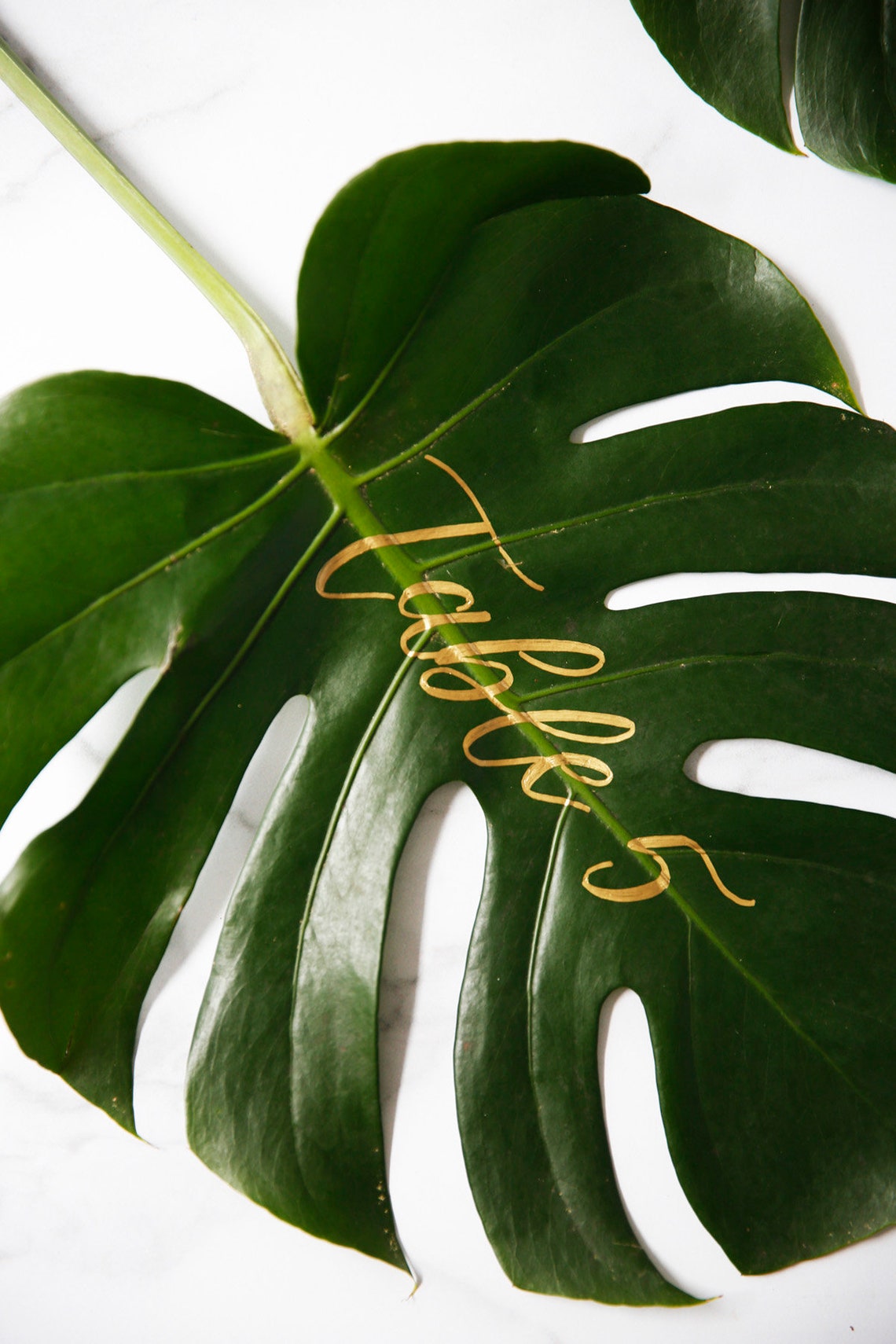 Monstera Leaf Table Numbers, Monstera Leaves, Tropical Leaf Table ...