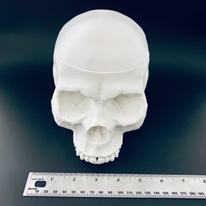 High Detail Human Skull Container - Goth Storage Solution - Skull Box ...