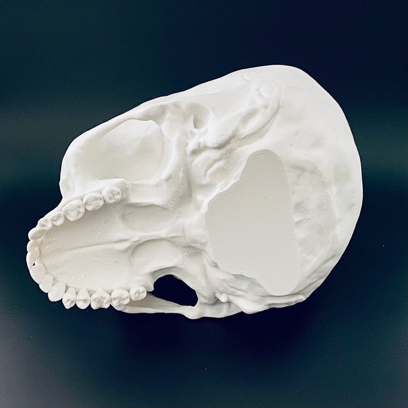 High Detail Human Skull Container Goth Storage Solution - Etsy