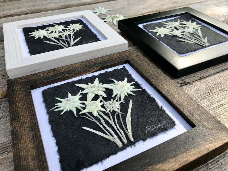 Edelweiss Flower Framed Artwork, Pressed Alpine Flower Decor, Wedding ...