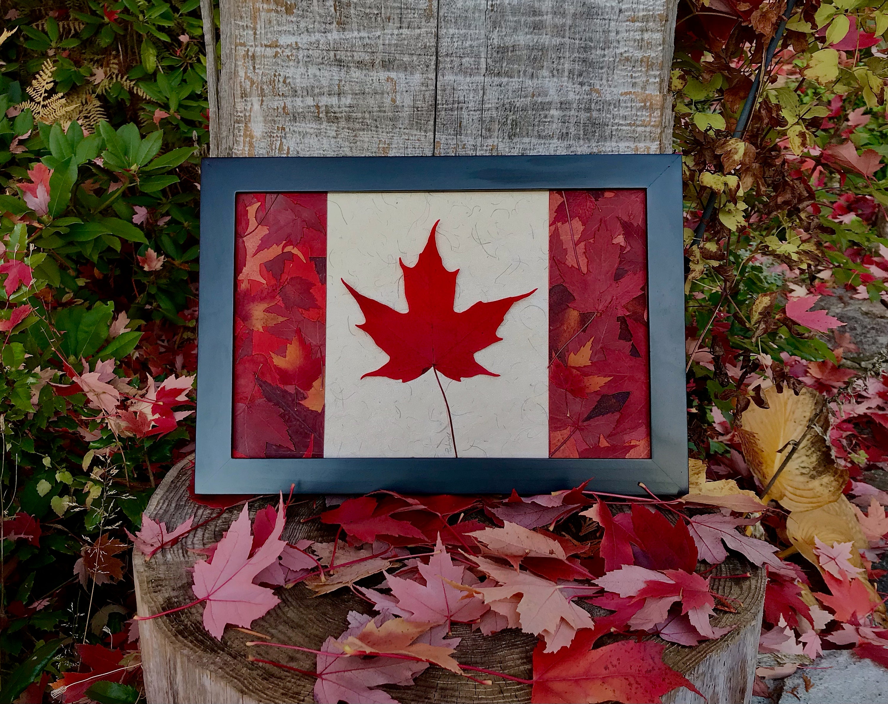 Maple Leaf Picture Real Pressed Red Maple Leaf Framed Artwork | Etsy