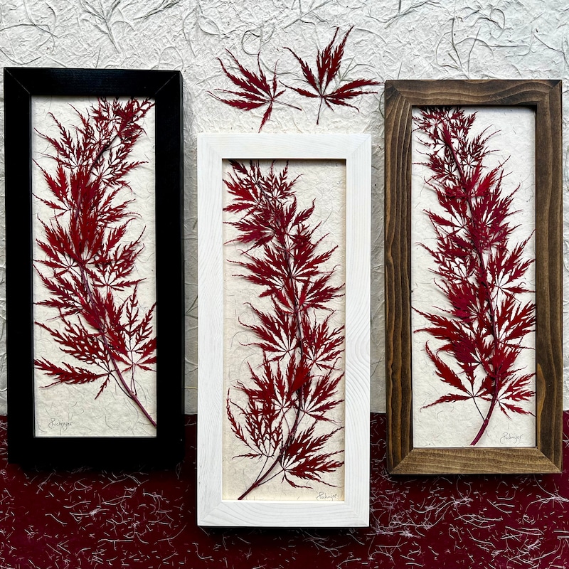 Japanese Maple Art - Etsy