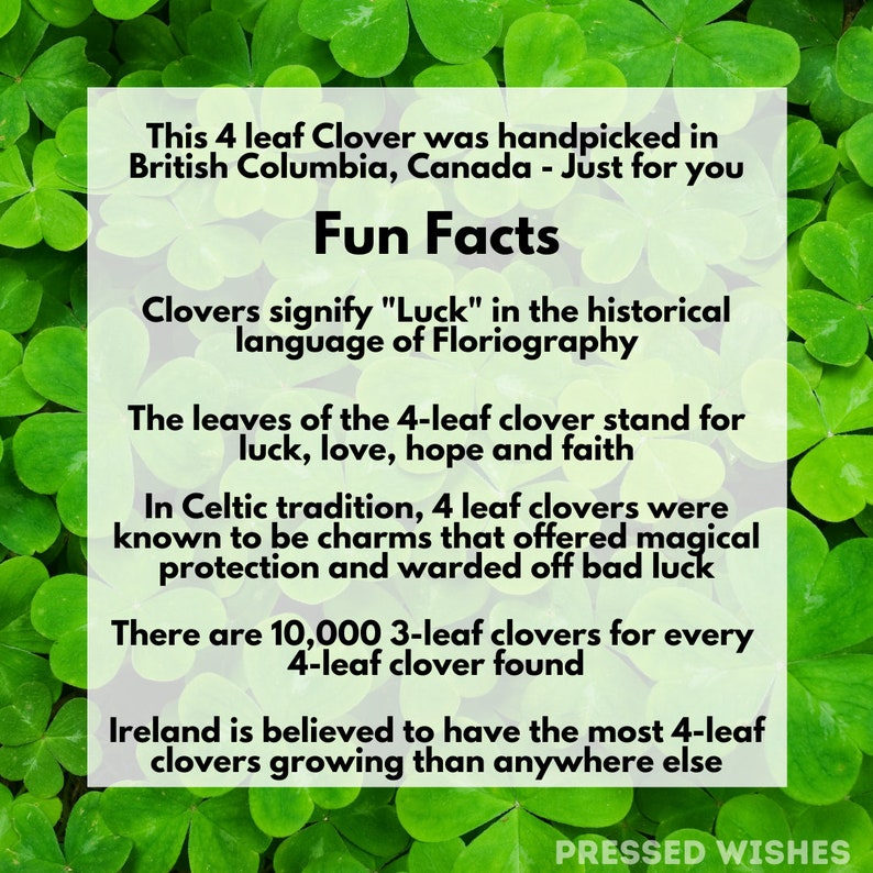 Framed Pressed Shamrock Art: Real 4 Leaf Clover, Signed Botanical ...