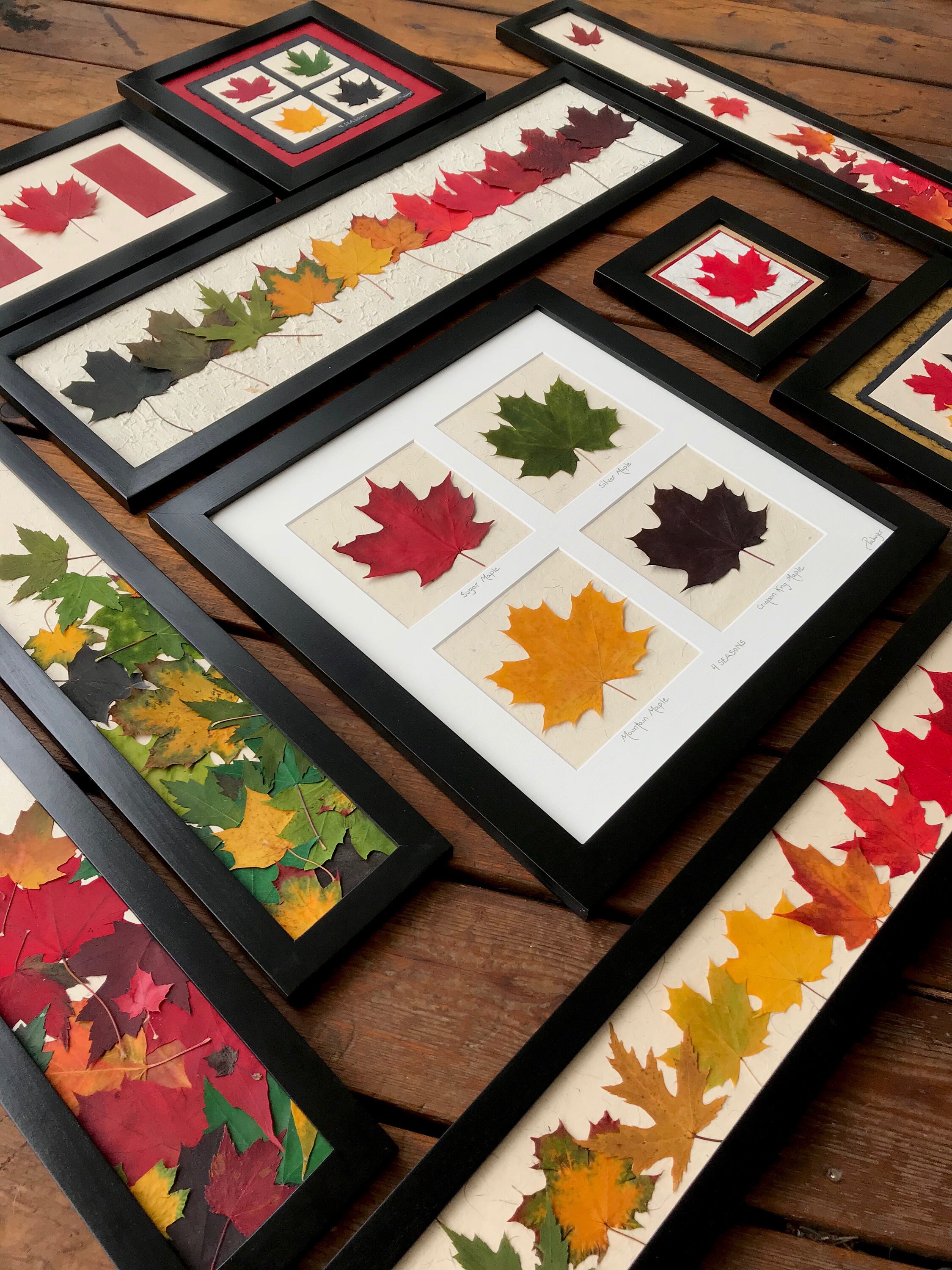 Real Pressed Rainbow Maple Leaf Framed Picture by Pressed | Etsy Canada