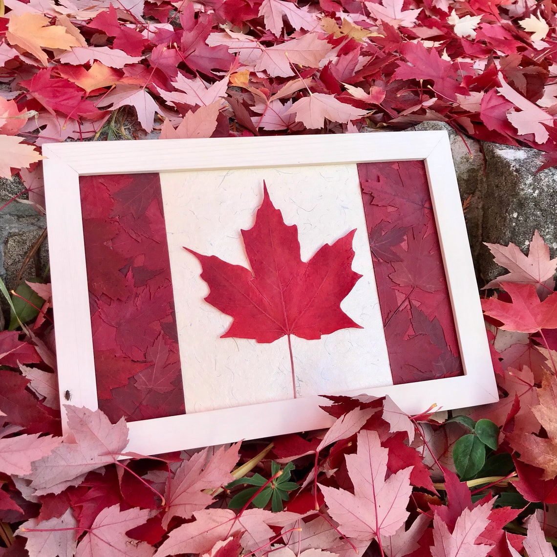 Maple Leaf Picture Real Pressed Red Maple Leaf Framed Artwork | Etsy