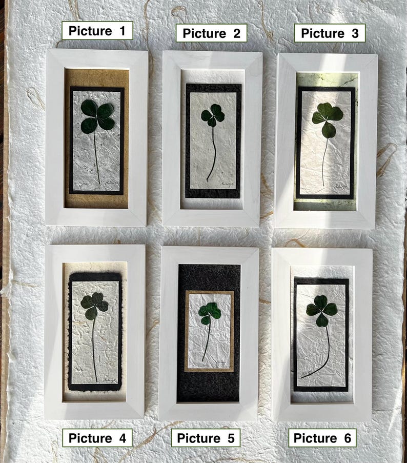 Framed Pressed Shamrock Art: Real 4 Leaf Clover, Signed Botanical ...
