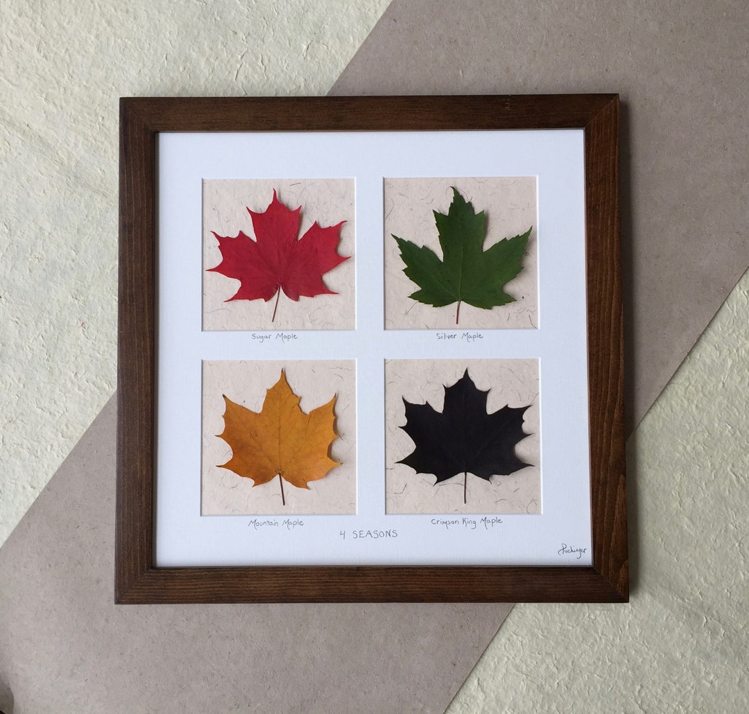 Framed Pressed Maple Leaf Art: Signed Original, Handmade Canadian ...
