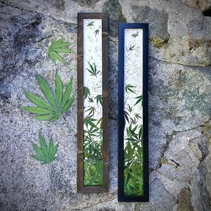 Real Pressed Cannabis Leaf SKINNY Framed Picture Framed Artwork by ...