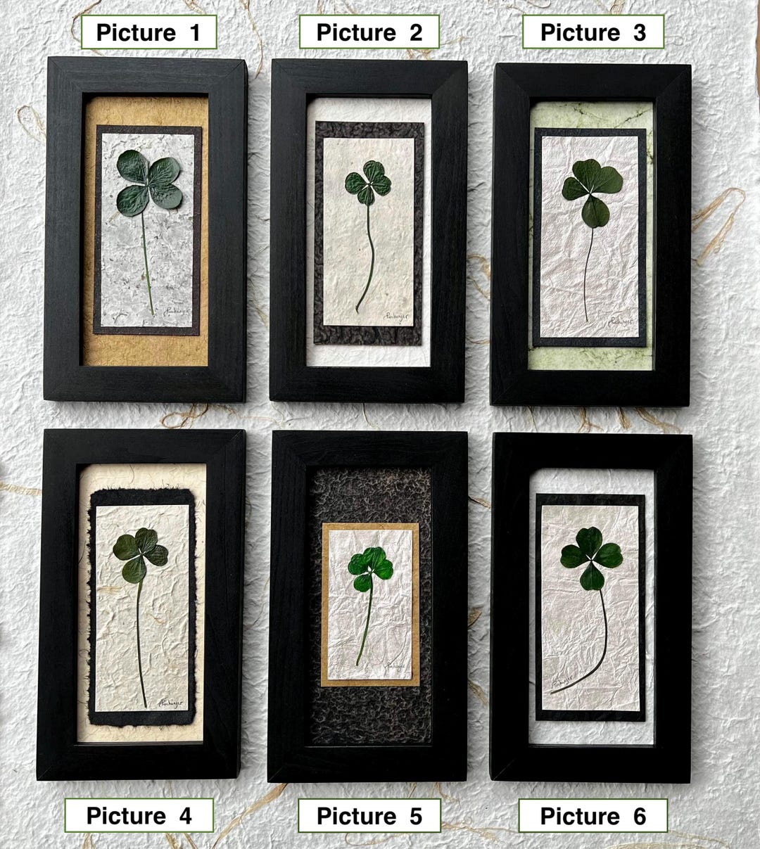 Framed Pressed Shamrock Art: Real 4 Leaf Clover, Signed Botanical ...