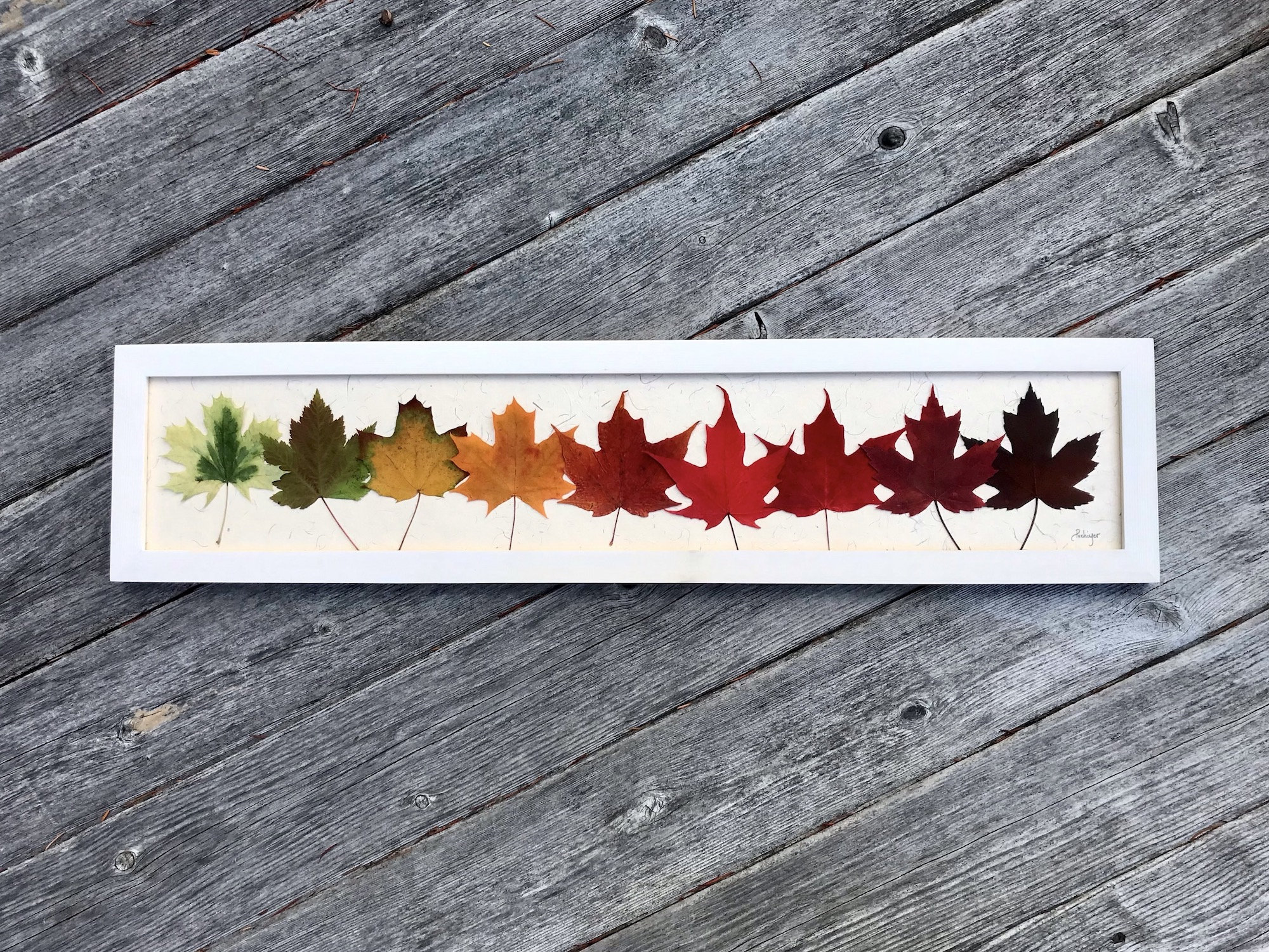 Real Pressed Rainbow Maple Leaf Framed Picture by Pressed | Etsy Canada