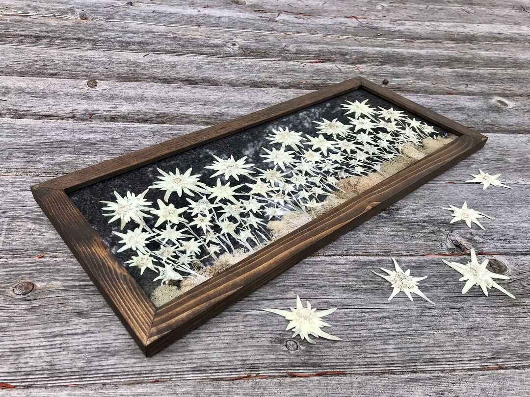 Edelweiss Garden Picture, Real Pressed Flower Framed Artwork Preserved ...