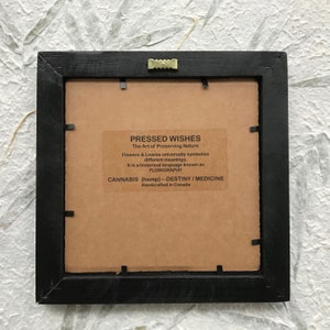 Real Pressed Cannabis Leaf Picture Behind Glass Medical Marijuana Leaf ...