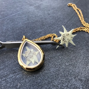 Preserved Dried Edelweiss Flower Locket Pendant Necklace Gold Finish ...