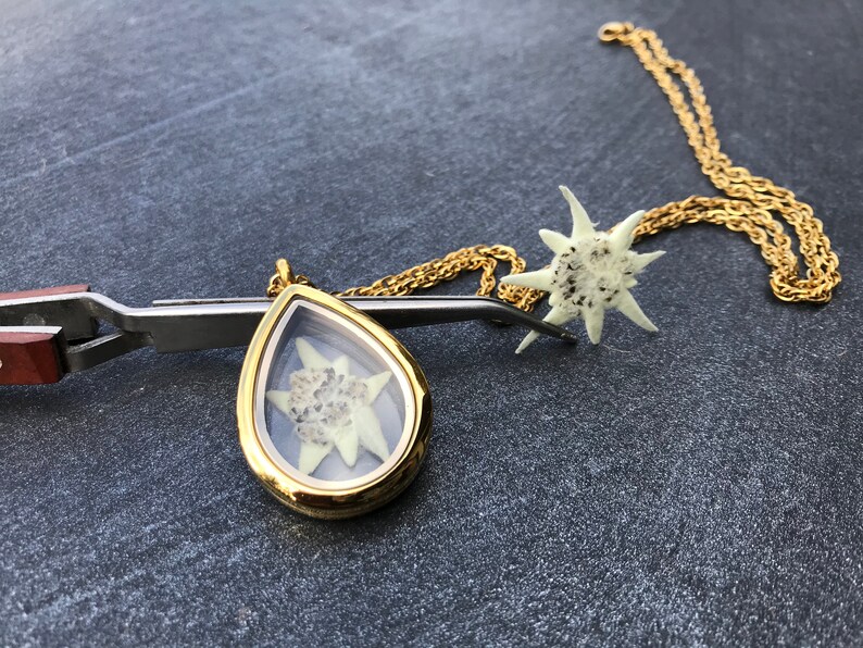 Preserved Dried Edelweiss Flower Locket Pendant Necklace Gold | Etsy