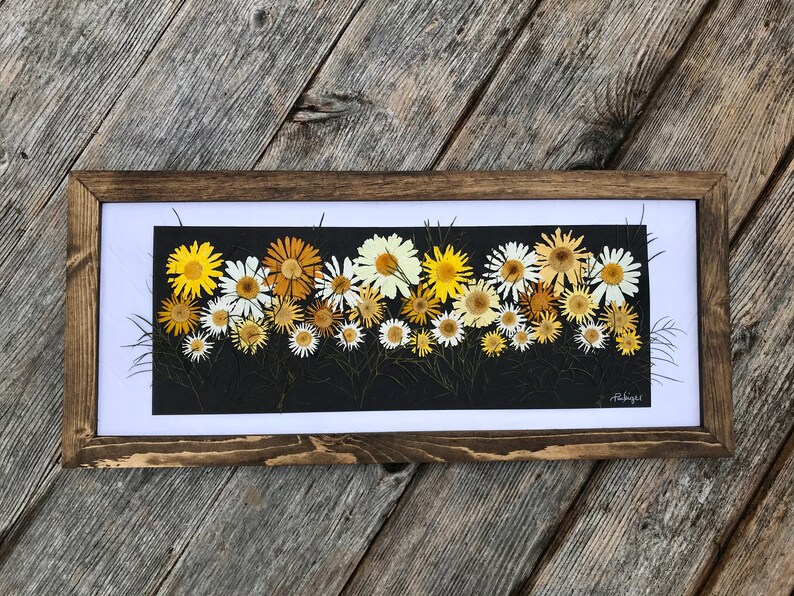 Real Pressed Daisy Panoramic Framed Picture Wall Art Dried | Etsy