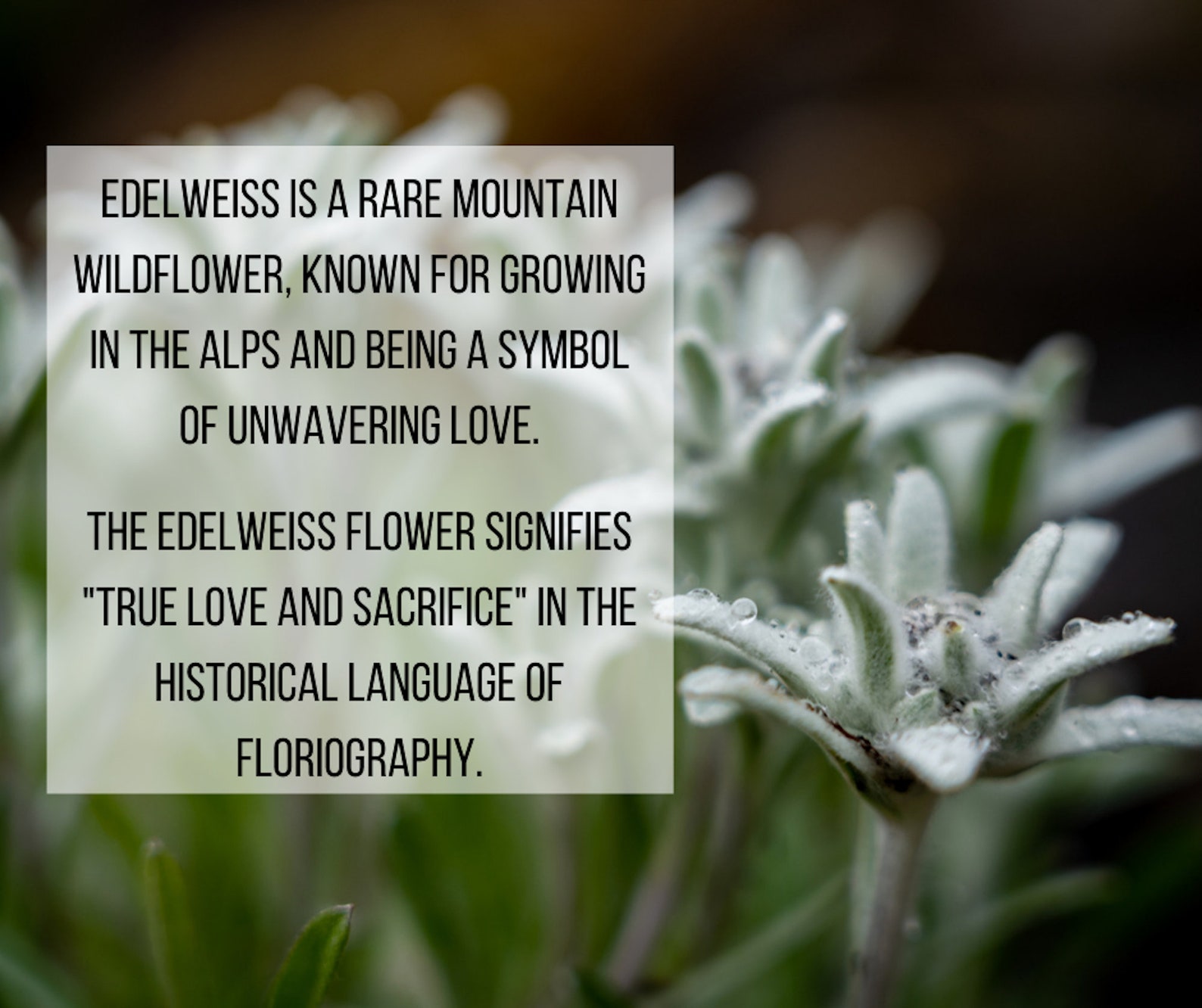 REAL Edelweiss Framed Pressed Flower Art Signed ORIGINAL - Etsy