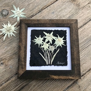 White Edelweiss Flower Framed Artwork Picture With White Frame, Pressed ...
