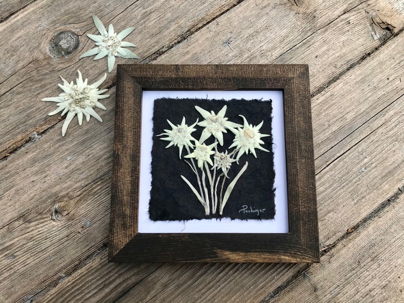 Edelweiss Flower Framed Artwork, Pressed Alpine Flower Decor, Wedding ...