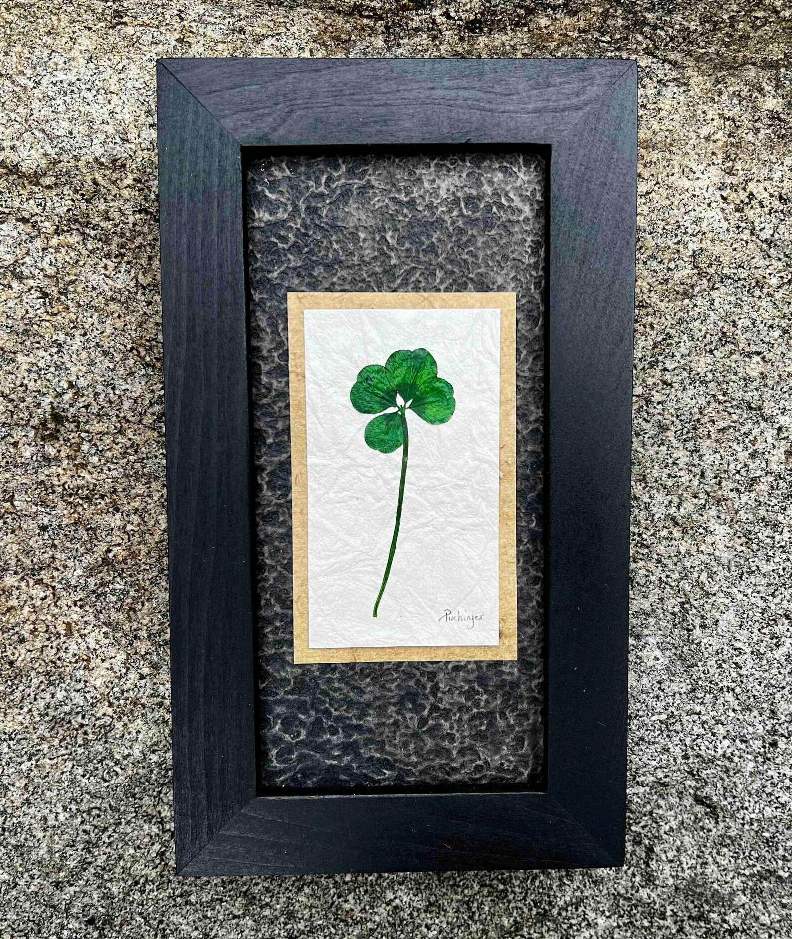 Framed Pressed Shamrock Art: Real 4 Leaf Clover, Signed Botanical ...