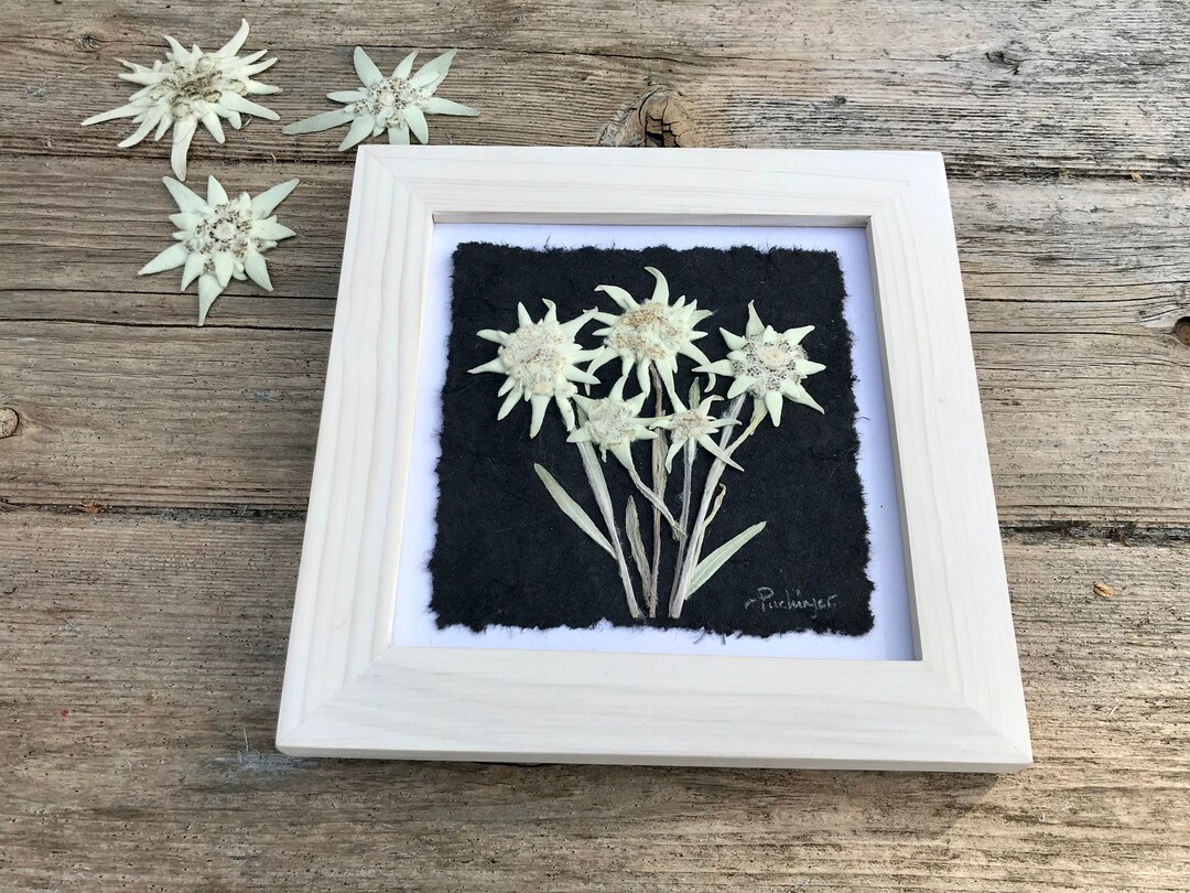 Edelweiss Flower Framed Artwork, Pressed Alpine Flower Decor, Wedding ...