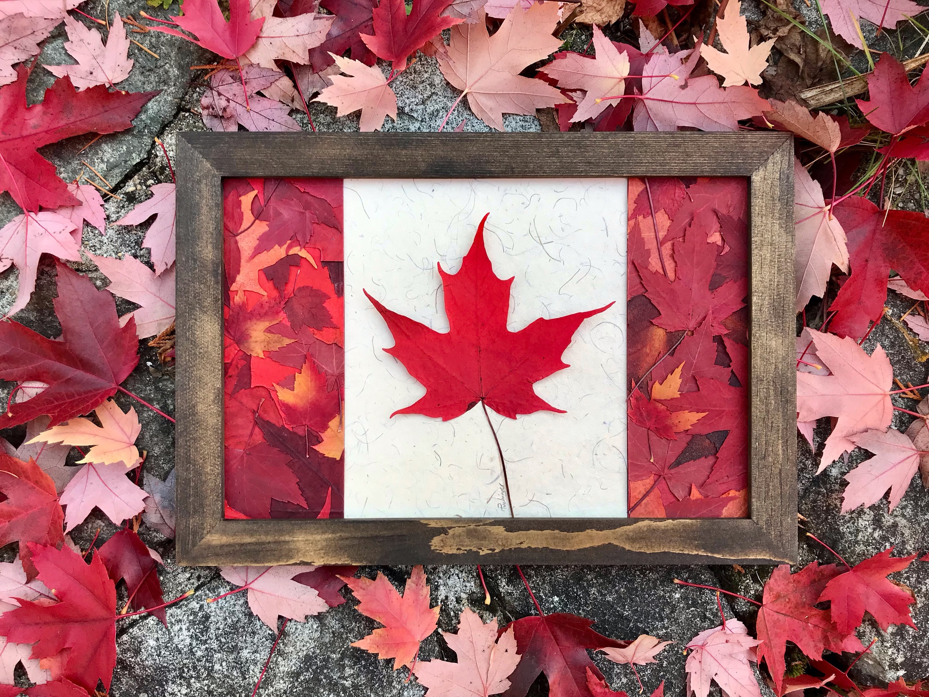 Maple Leaf Picture Real Pressed Red Maple Leaf Framed Artwork | Etsy