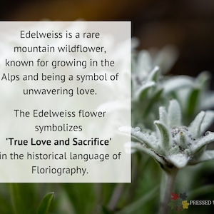 Dried Edelweiss Flower Locket Necklace, German Bavarian Swiss Austrian ...