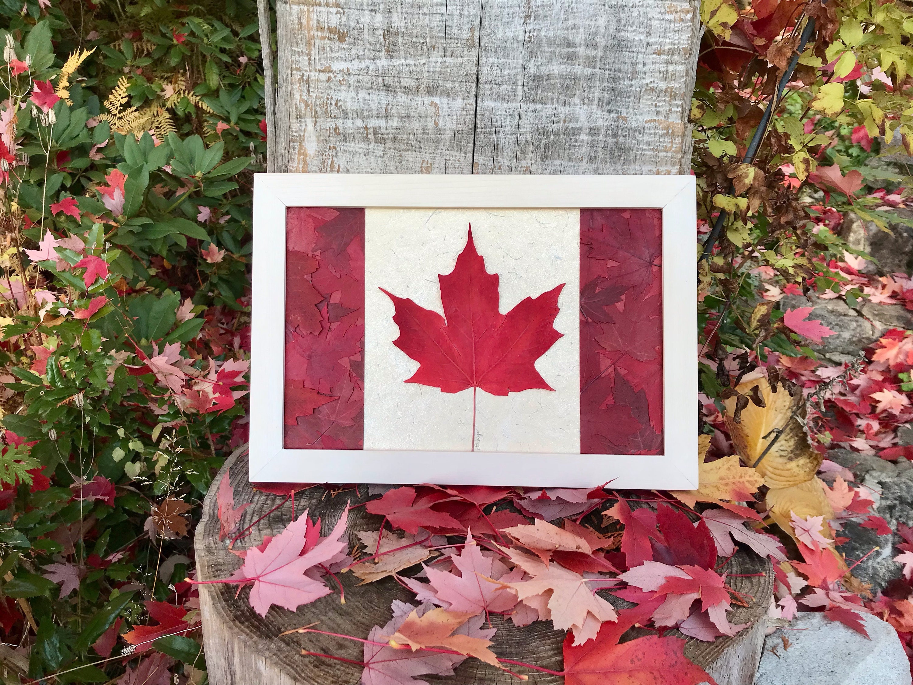 Maple Leaf Picture Real Pressed Red Maple Leaf Framed Artwork | Etsy