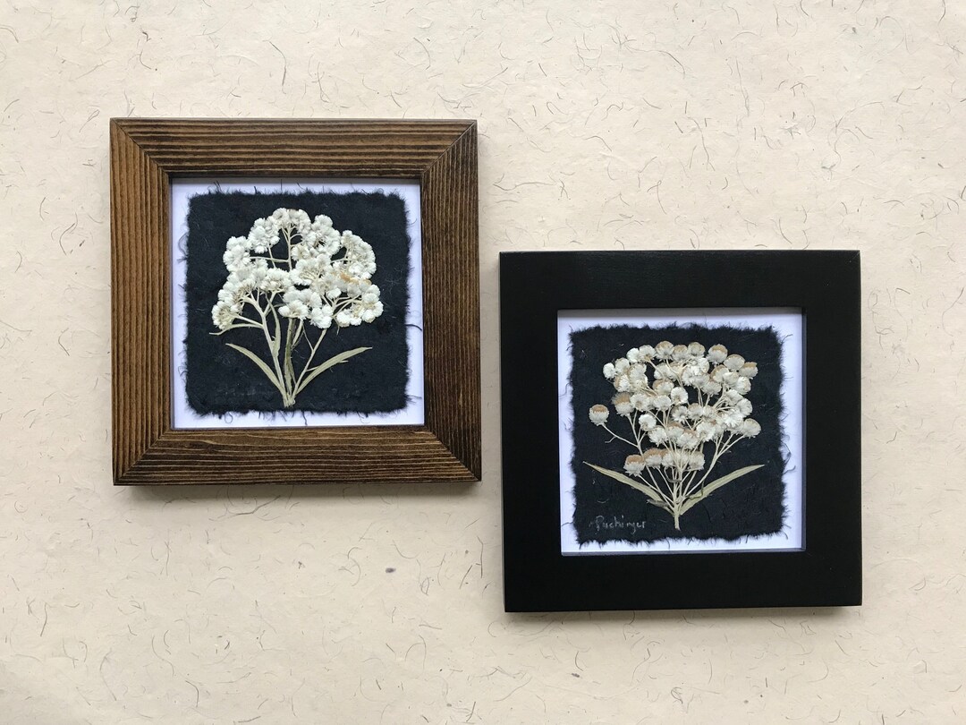 Pressed Pearly Everlasting Framed Art: Signed Original Floral Artwork ...