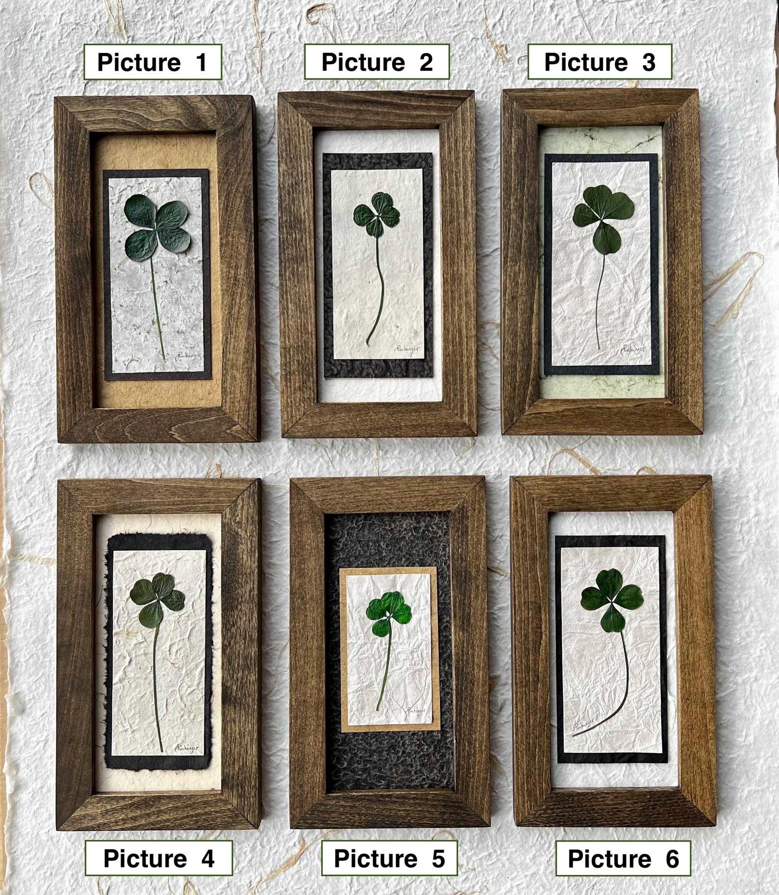 Framed Pressed Shamrock Art: Real 4 Leaf Clover, Signed Botanical ...