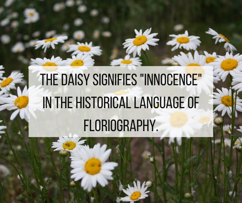 Real Pressed Daisy Panoramic Framed Picture Wall Art Dried | Etsy