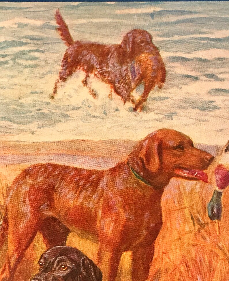 Retriever Dogs Illustration by E.H. Miner 1940's Black | Etsy