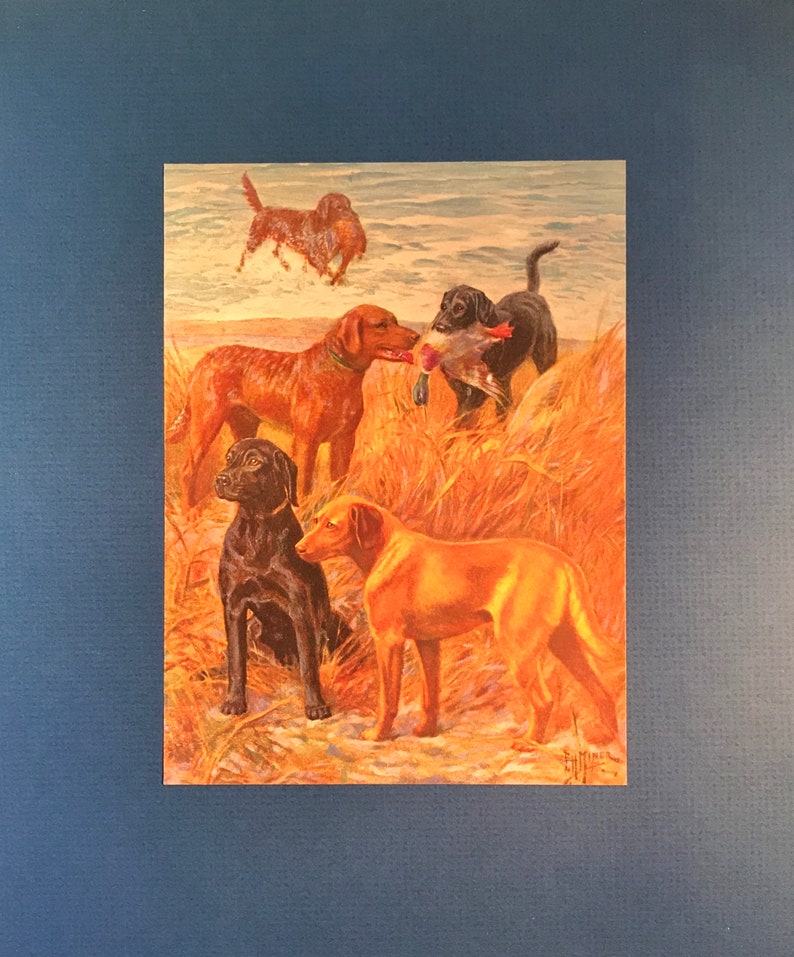 Retriever Dogs Illustration by E.H. Miner 1940's Black | Etsy