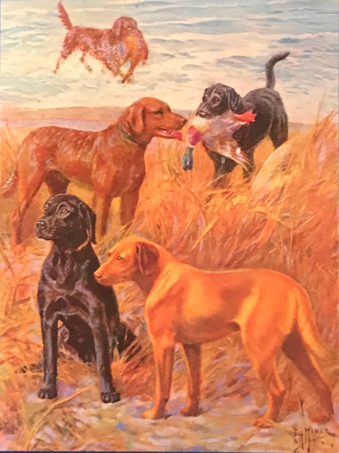 Retriever Dogs Illustration by E.H. Miner 1940's Black Lab, Golden ...