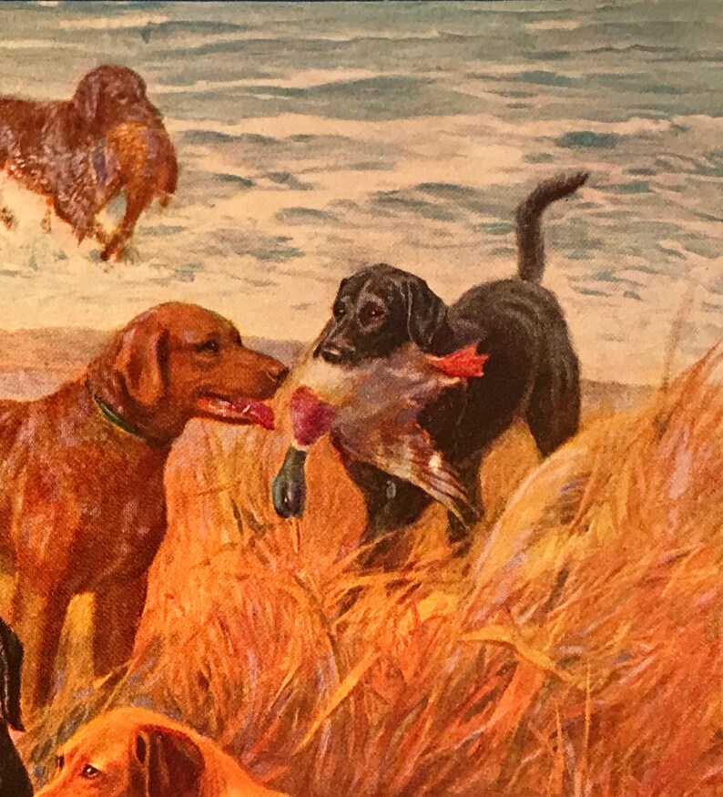 Retriever Dogs Illustration by E.H. Miner 1940's Black | Etsy