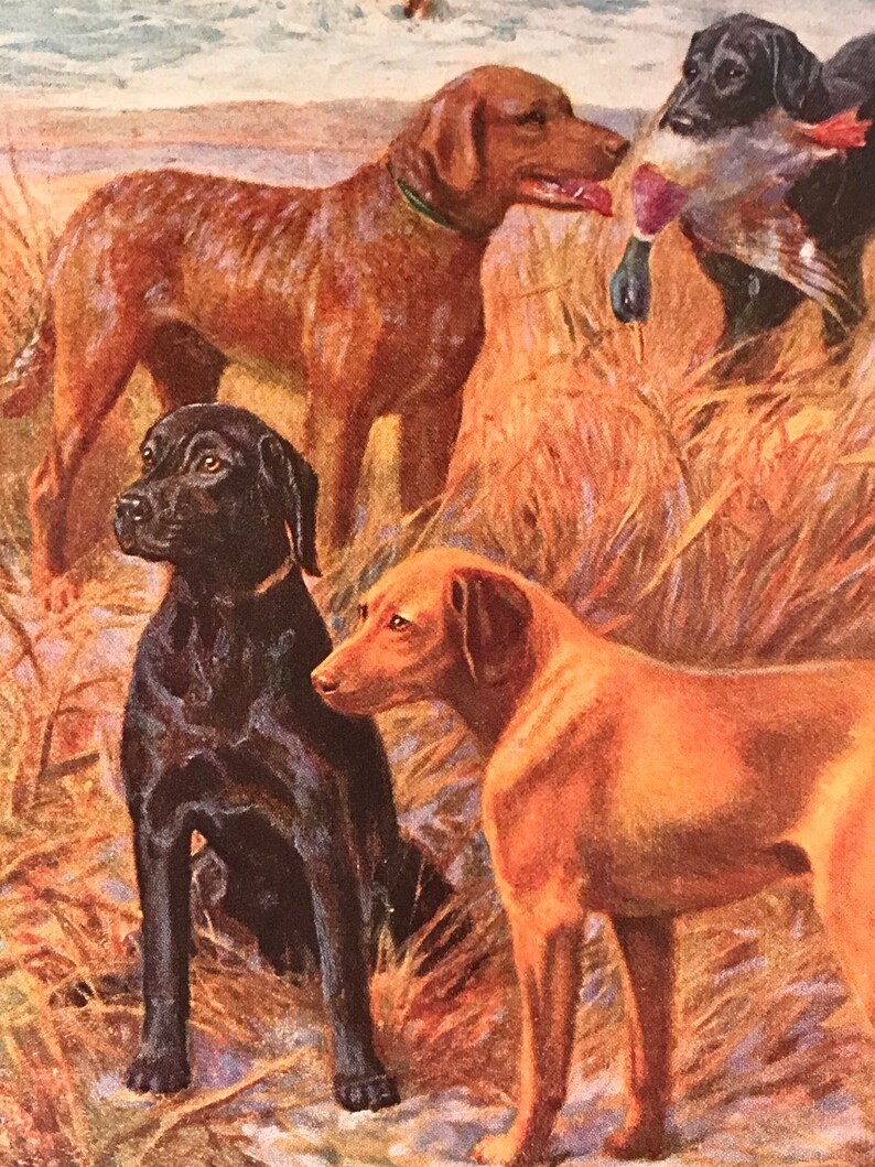 Retriever Dogs Illustration by E.H. Miner 1940's Black | Etsy