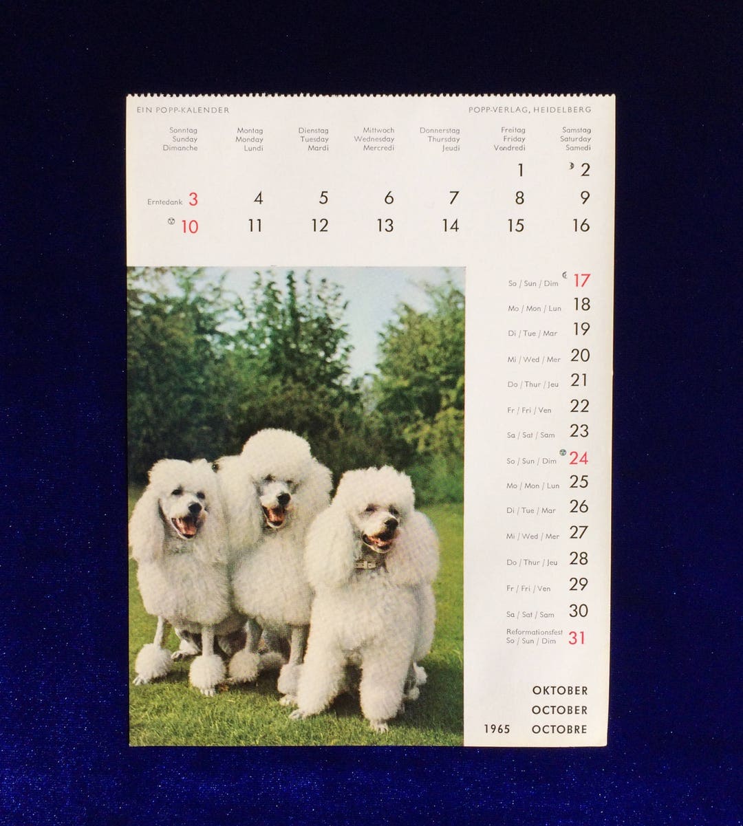 1965 Poodle Dog October Calendar Photo Postcard, Germany Unused - Etsy