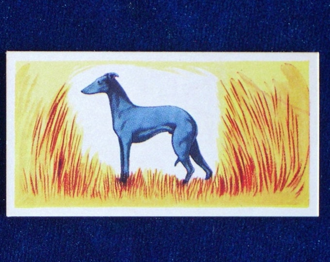 1956 Whippet Dog Art Cadet Sweets Trading Card - Etsy