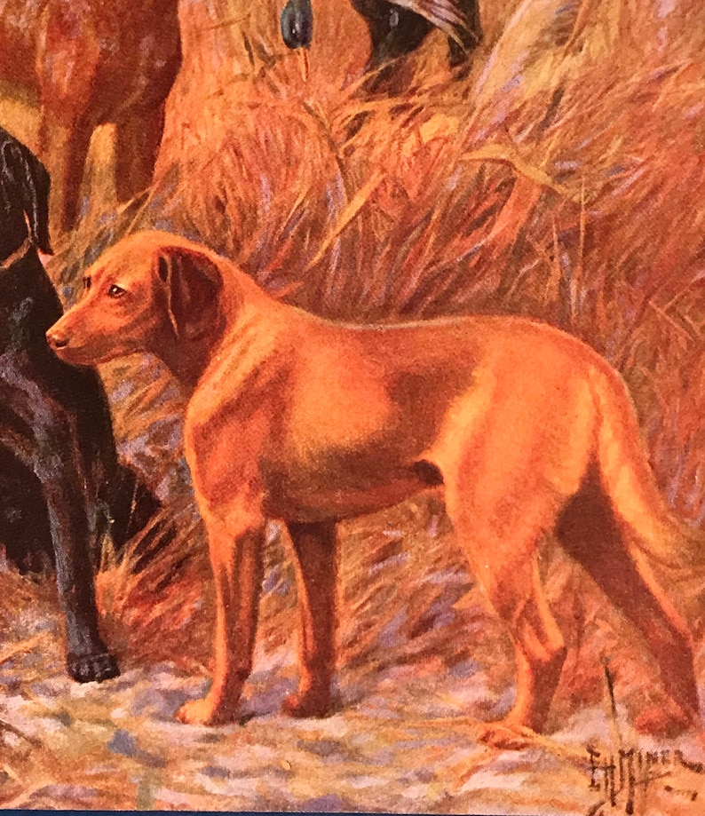 Retriever Dogs Illustration by E.H. Miner 1940's Black | Etsy
