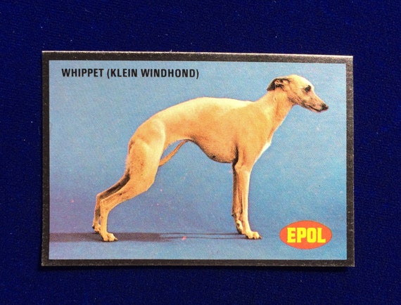 Rare Whippet Dog 1974 EPOL Photo Trading Card From South | Etsy