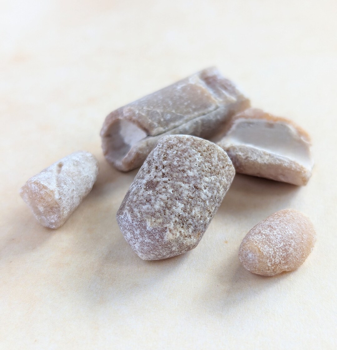 Collection of Five Belemnite Fossil Fragments - Nerdy Gifts - Ethical ...