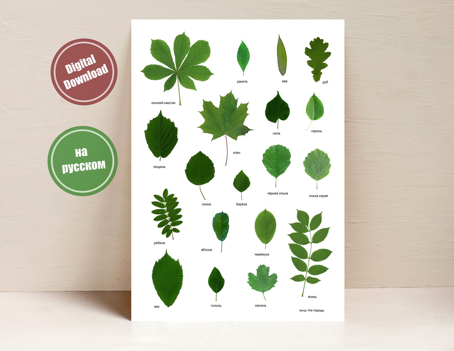 Environmental Educational Poster With Leaves and Names in Russian ...