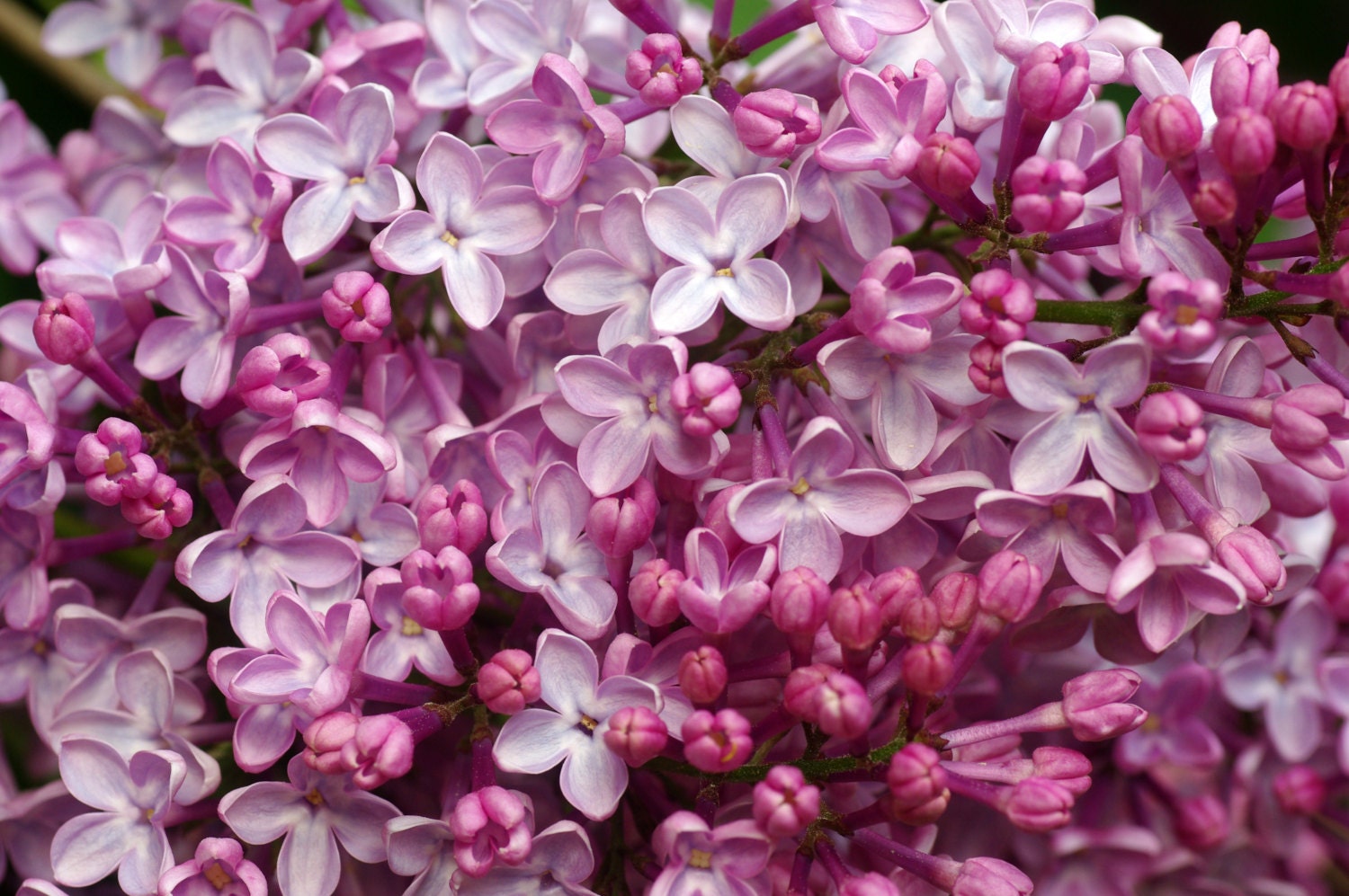 Nature Photography, Lilac Closeup Photography Instant Download, Wall ...