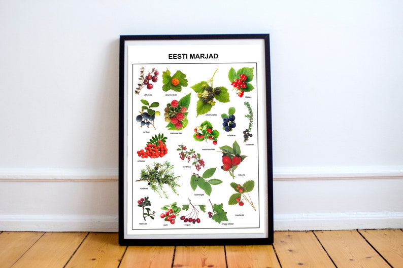 Poster Eesti Metsamarjad, Pdf-fail, Montessori - Etsy