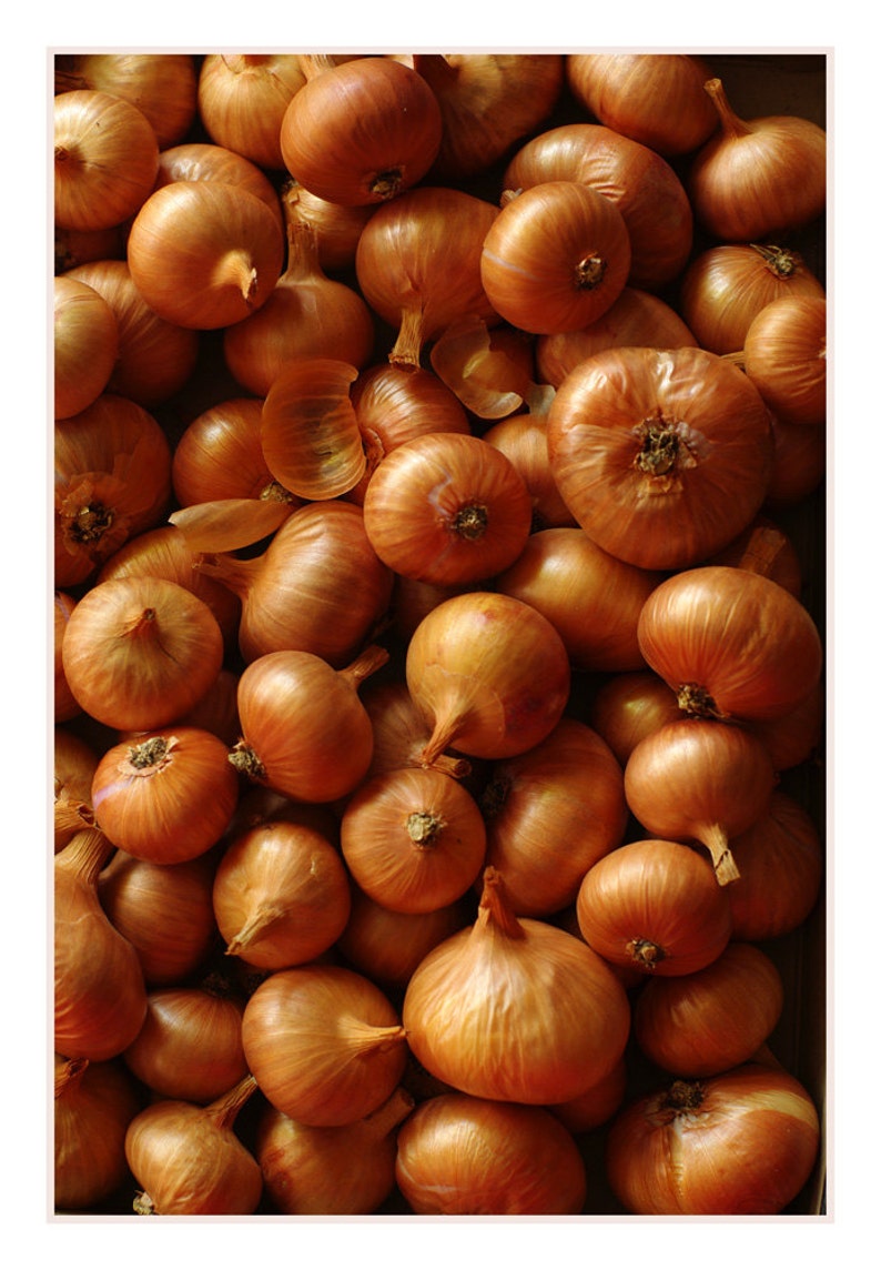 Nature Photography, Onion Photography Instant Download, Fall Home ...