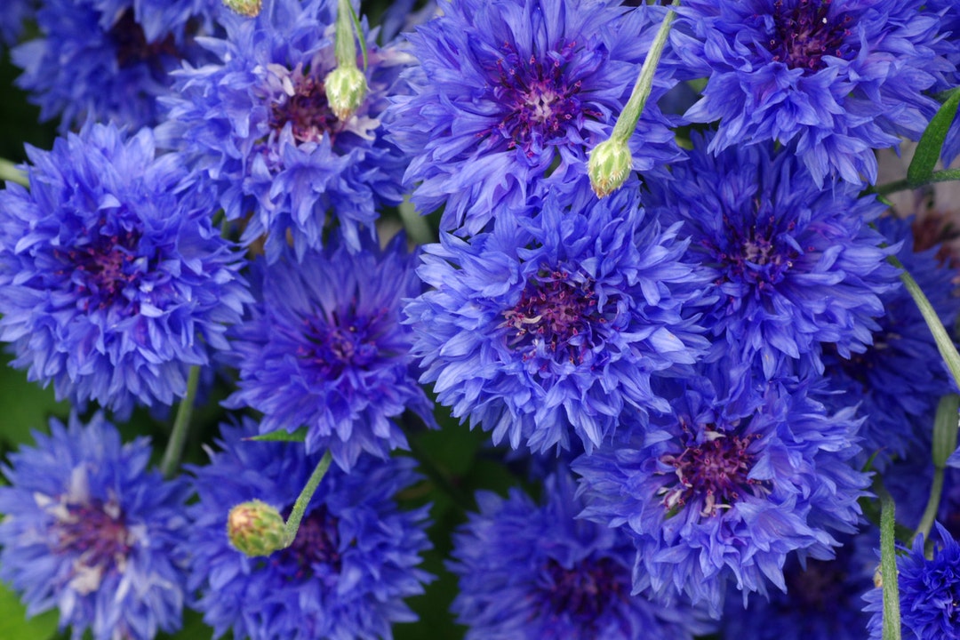 Blue Photography Digital Download, Cornflower Photography Instant ...