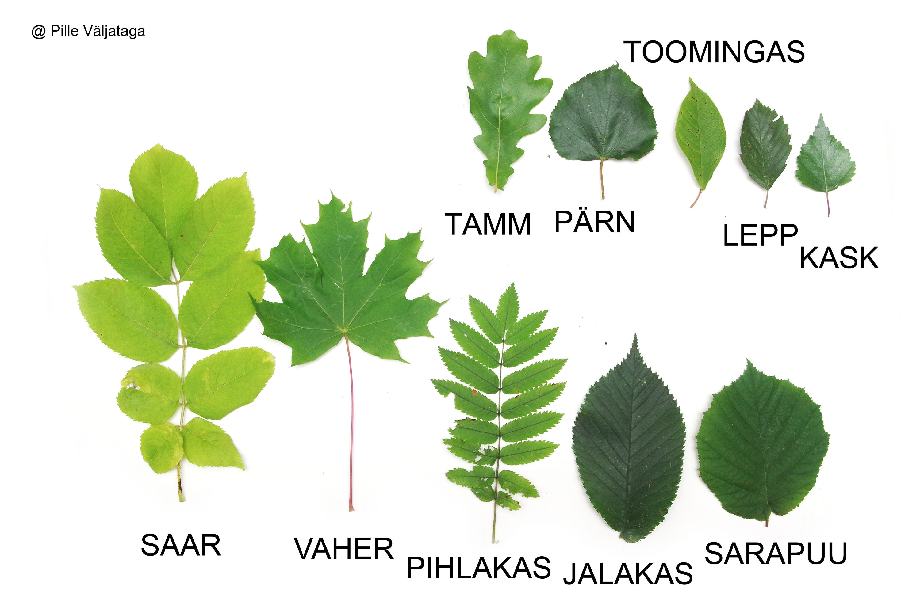 Lehejaht Eesti Keeles, 16 Erinevat Lehte Ja 10 Võimalust - Etsy