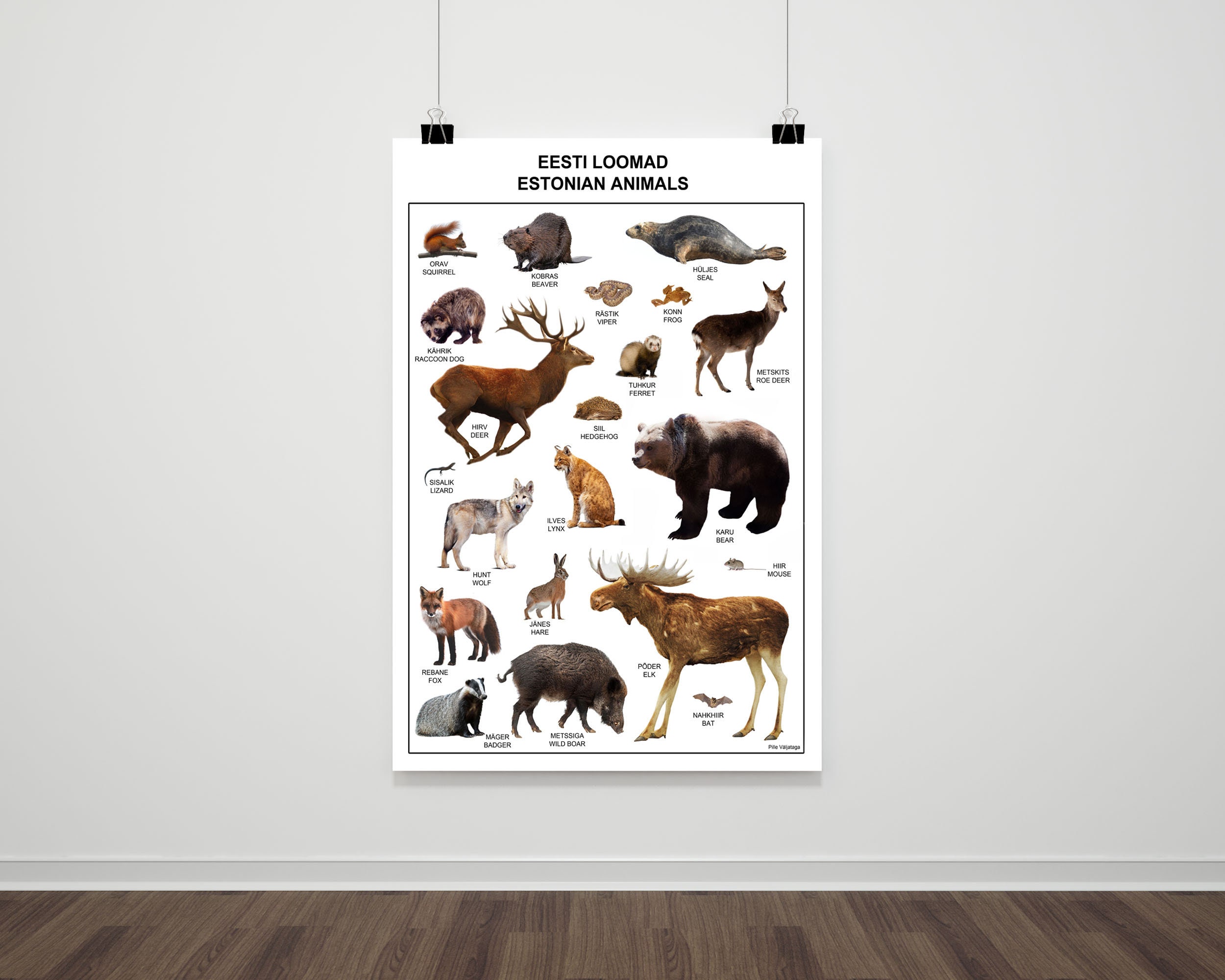 Poster Eesti Loomad, Pdf-fail, Trükitähtedega, A3 Suurus, Eesti Ja Inglise Keeles - Etsy