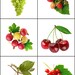 18 Flash Card With Fruit Real Photo, Printable PDF, Home School ...