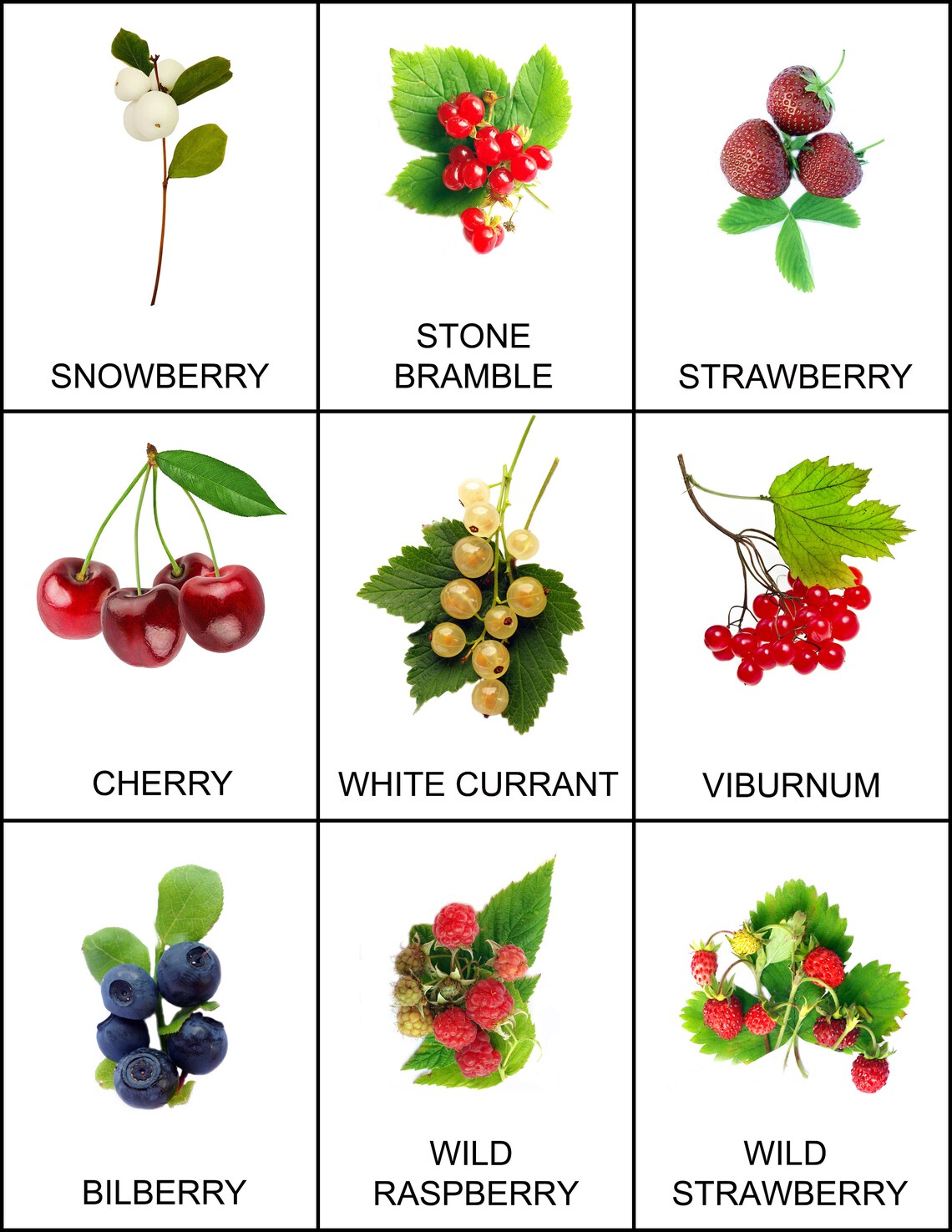 Berry Flash Cards: Wild & Garden Berries, Homeschool Printable (PDF ...